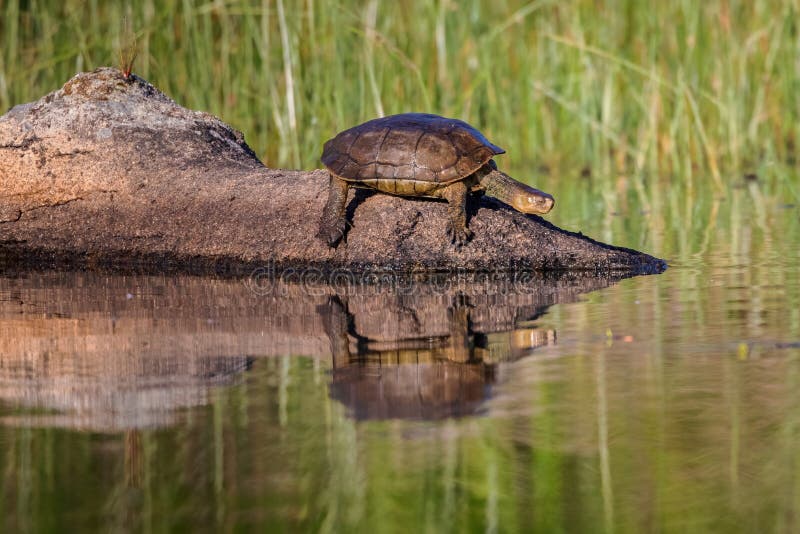 A Turtle Sitting on a Rock Over the Water Looking at Something Stock ...