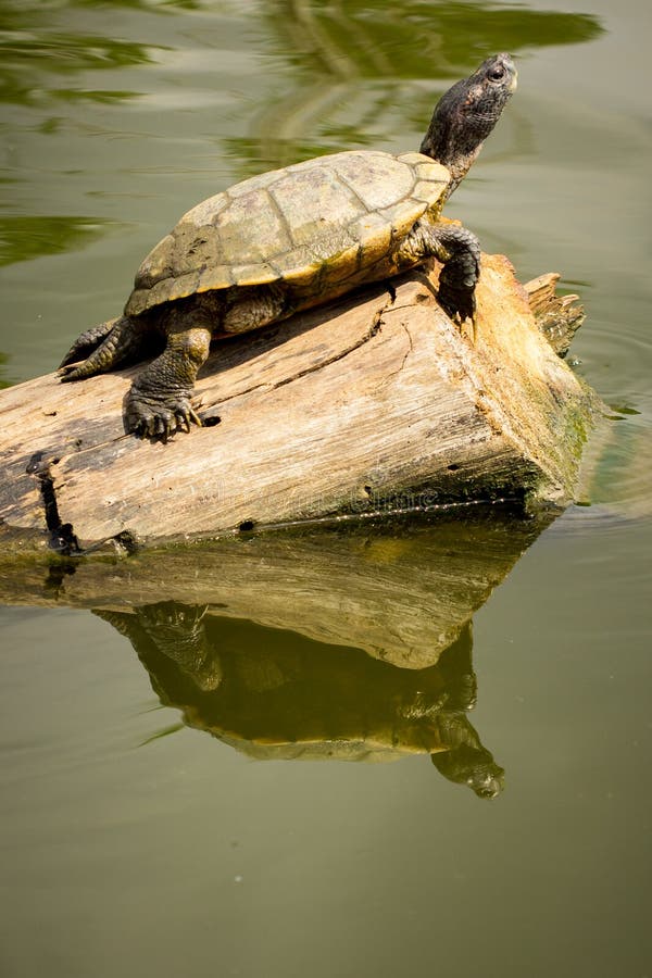 The turtle. stock photo. Image of aquatic, face, tortoise - 56222156