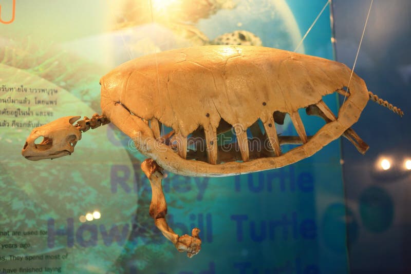 183 Skeleton Turtle Stock Photos - Free & Royalty-Free Stock Photos ...