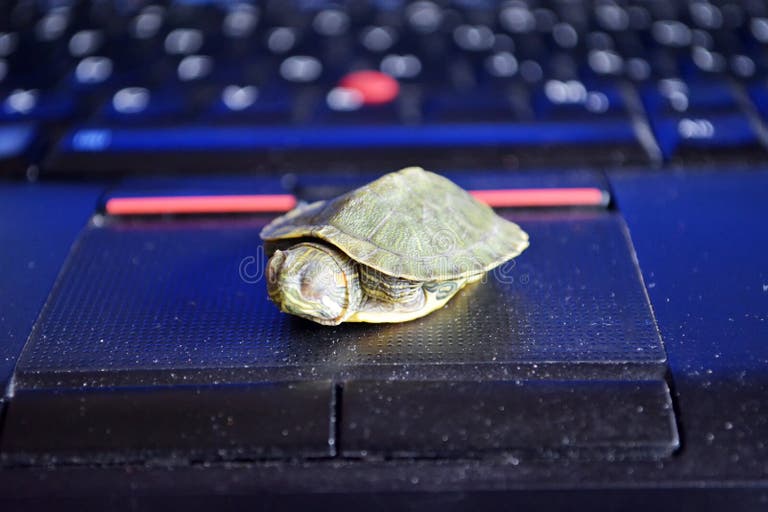 Tortoise Laptop Stock Photos - Free & Royalty-Free Stock Photos from ...