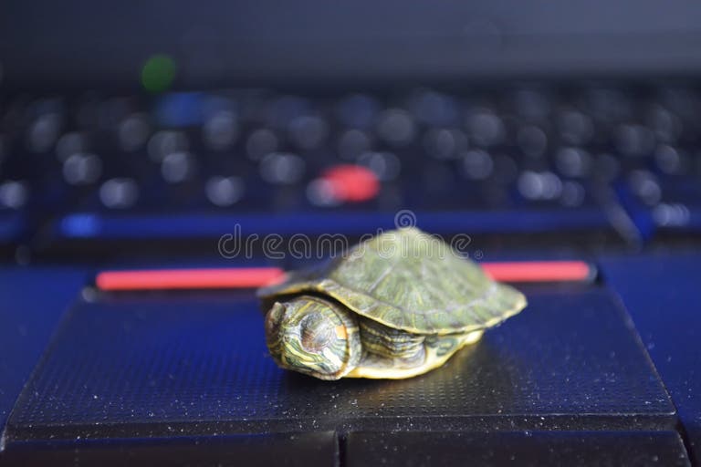 Tortoise Laptop Stock Photos - Free & Royalty-Free Stock Photos from ...