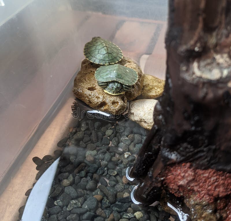 Cute Baby Turtles Basking on a Rock in an Aquarium Stock Image - Image ...