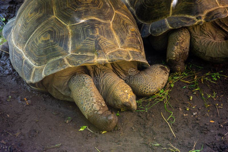 Turtle is Sleeping in the Cage Stock Image - Image of turtles, wildlife ...