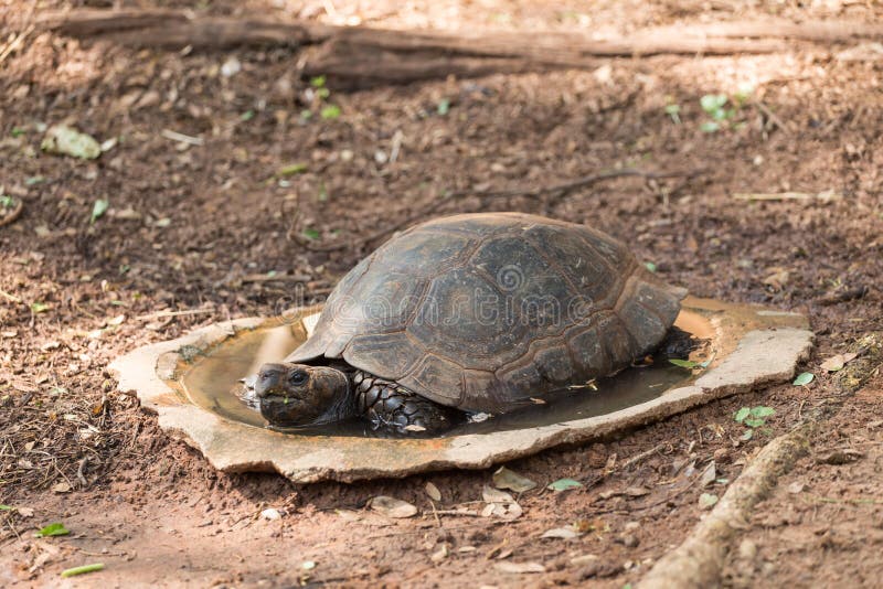 Turtle is sleeping stock photo. Image of sleeping, water - 94724016