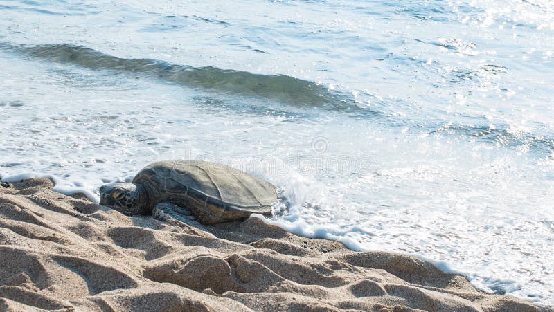 Turtle sleeping stock photo. Image of wildlife, michigan - 121250954