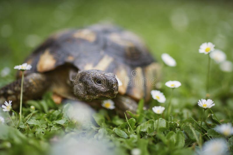 Turtle during Slow Walking in Grass Stock Photo - Image of zoology ...