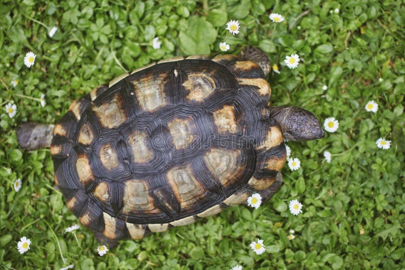 Turtle during Slow Walking in Grass Stock Image - Image of nature ...