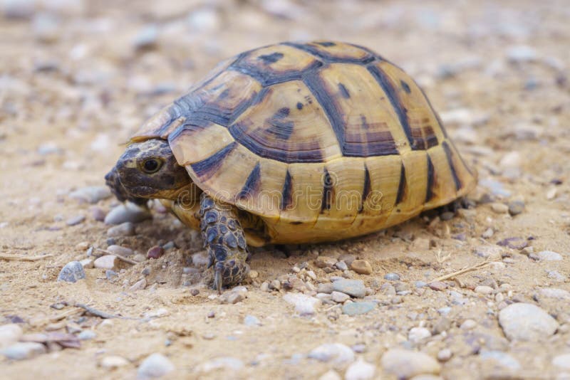 Turtle Crawling on the Pebbles Stock Photo - Image of danger, baby ...