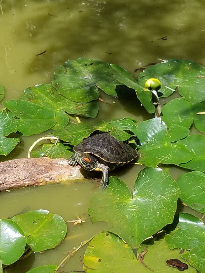 Turtle stock photo. Image of small, slider, pond, reptile - 154212542