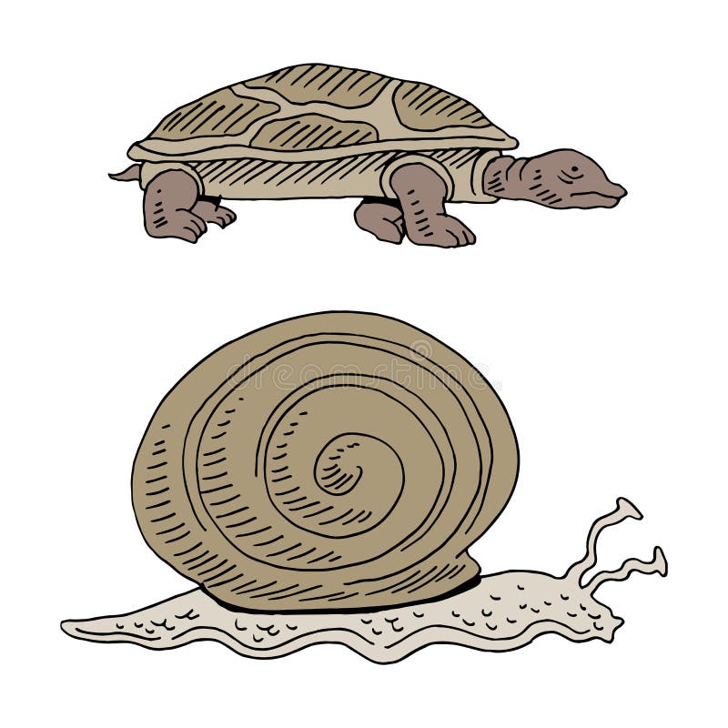 Turtle and Snail Race stock vector. Illustration of graphic - 40016268