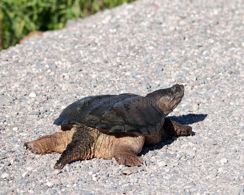 Turtle Snapping Turtle Photo. Snapping Turtle Back Close-up Profile ...