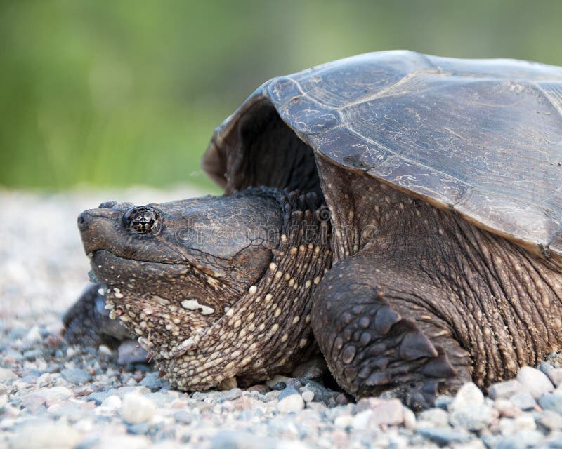 Turtle Snapping Turtle Photo. Snapping Turtle Close-up Profile View ...