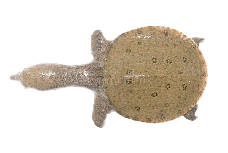 Turtle soft shell animal stock photo. Image of brave - 12791042