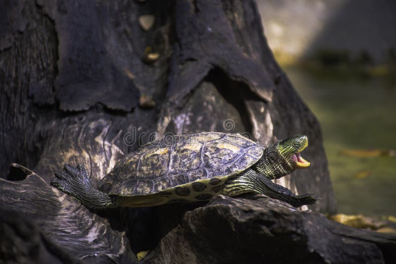 263 Animals Speaking Stock Photos - Free & Royalty-Free Stock Photos ...