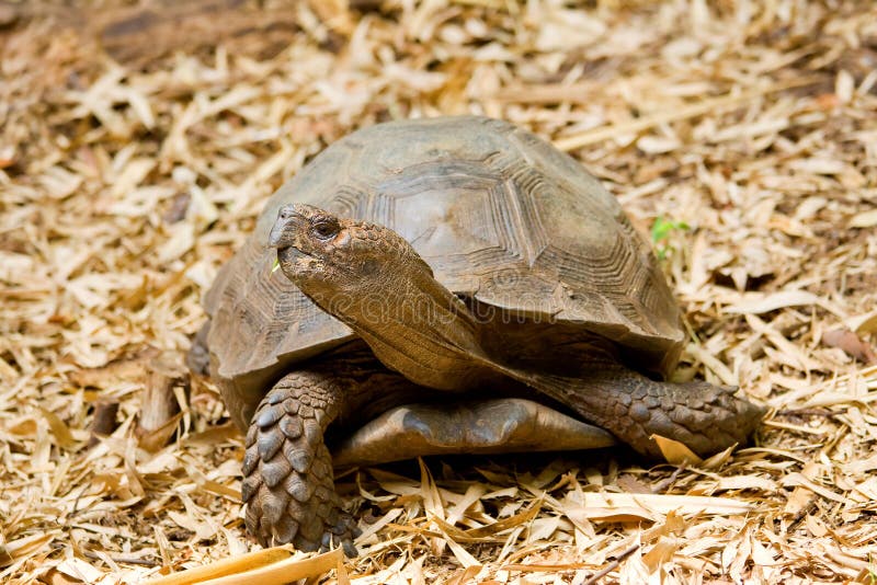 A Turtle Standing on the Ground Stock Image - Image of animal, scale ...