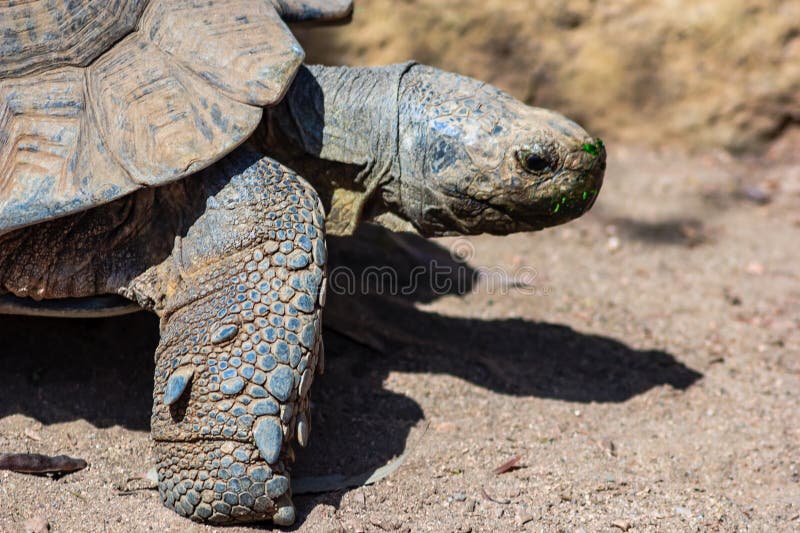 A Turtle is Standing on the Ground with Its Head Up Stock Photo - Image ...
