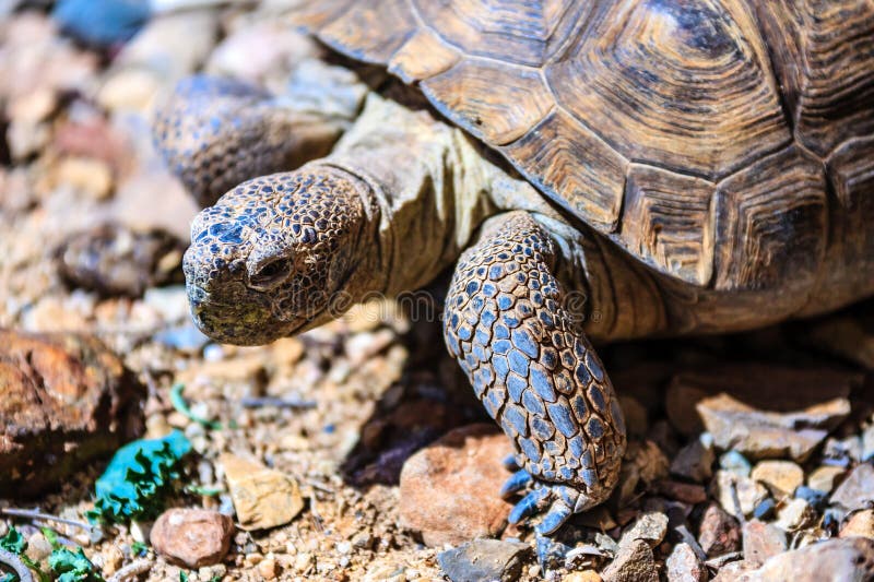 A Turtle is Standing on a Rocky Surface Stock Photo - Image of closeup ...