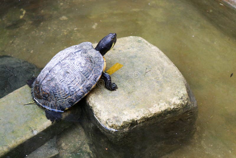Turtle Stands on the Rock in the Pond Stock Image - Image of beautiful ...