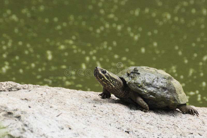 Turtle stock photo. Image of shell, fear, turtle, reptile - 46369732
