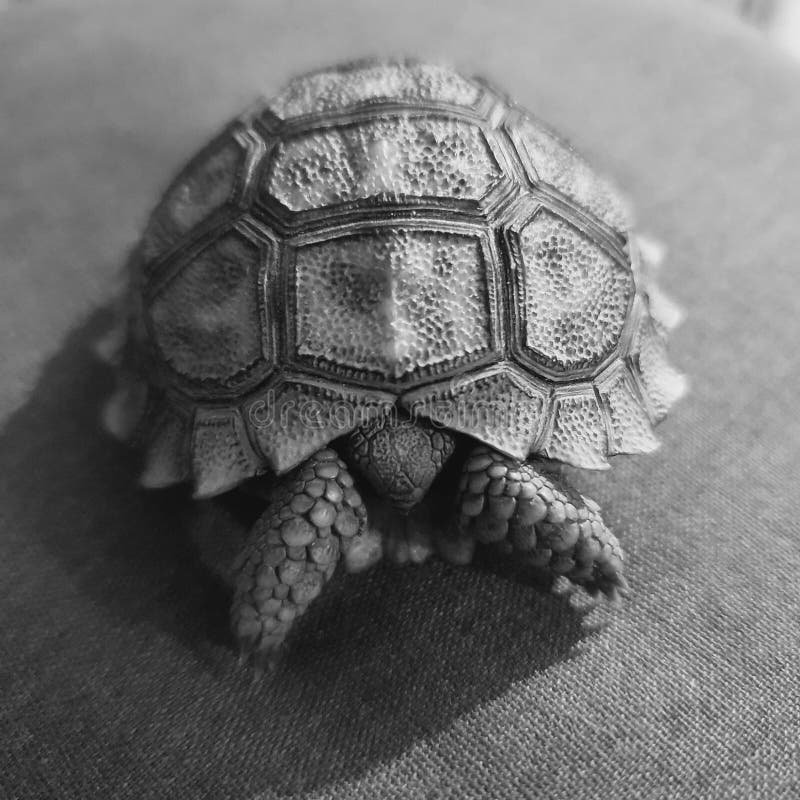 Turtle on a stone stock photo. Image of lizard, black - 236958024