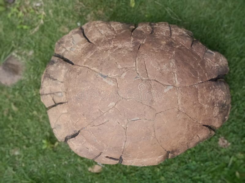 Turtle stone stock photo. Image of grass, geology, fungus - 264184486
