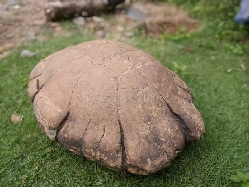 Turtle Stone stock image. Image of tree, nature, trunk - 264184491