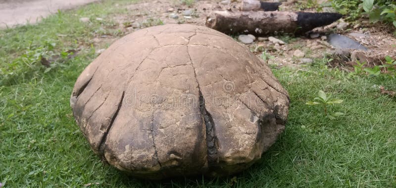 Turtle Stone stock image. Image of turtle, wildlife - 264184533
