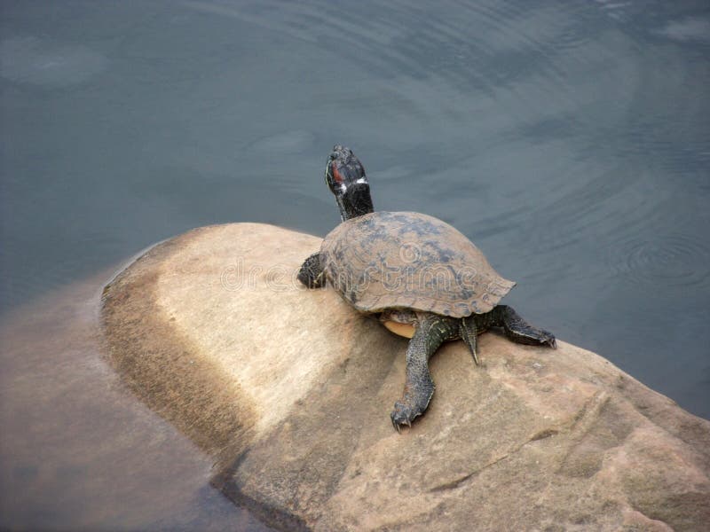 Turtle upon a stone stock photo. Image of water, wildlife - 241686140