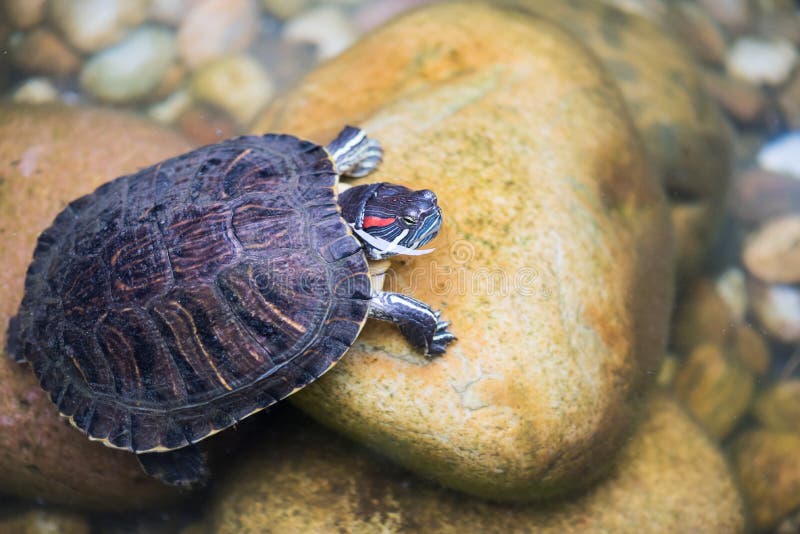 Turtle on a stone in water stock photo. Image of eyes - 101025458