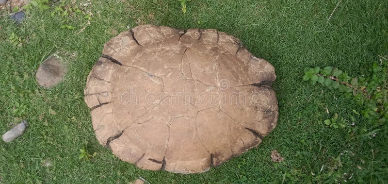 Turtle StoneA Real Rock Shaped Like a Tortoise Shell. Stock Image ...