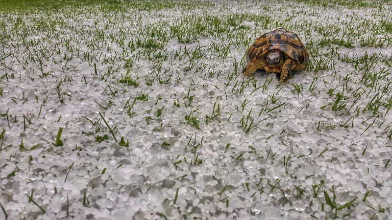 The Storm stock photo. Image of turtle, animal, storm - 127451354
