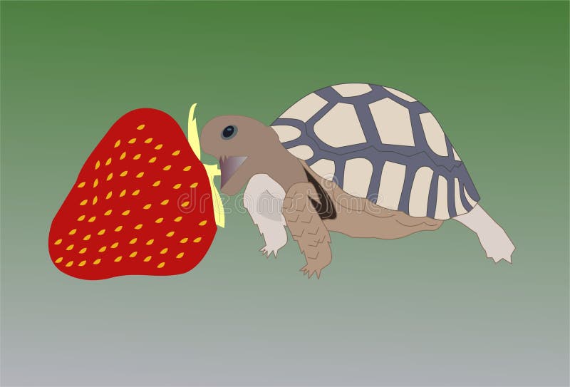 Turtle and strawberry stock illustration. Illustration of icon - 48698731