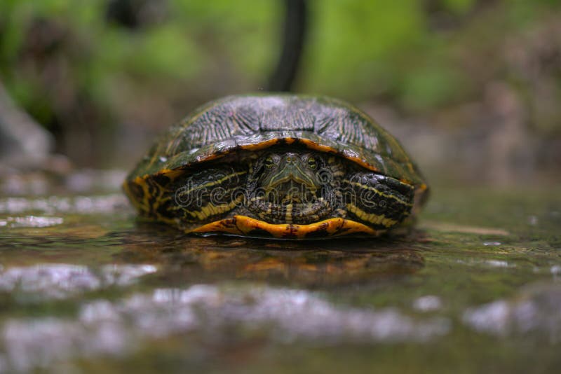 Turtle in a stream stock image. Image of amphibian, painted - 110026623