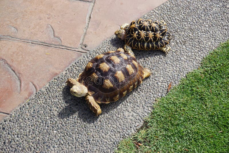 Turtle in the Street in Malacca Stock Image - Image of animal, turtle ...