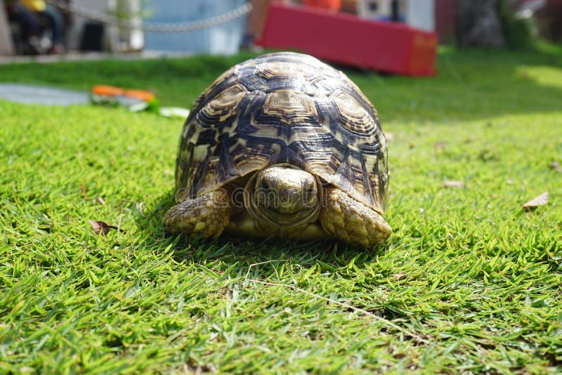 Turtle in the Street in Malacca Stock Image - Image of asian, turtle ...