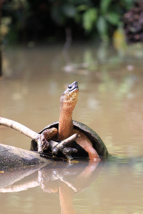 Turtle stretched high head stock photo. Image of neck - 72879602