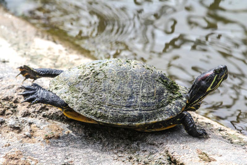 Turtle stretching stock image. Image of aquarium, animal - 12615839