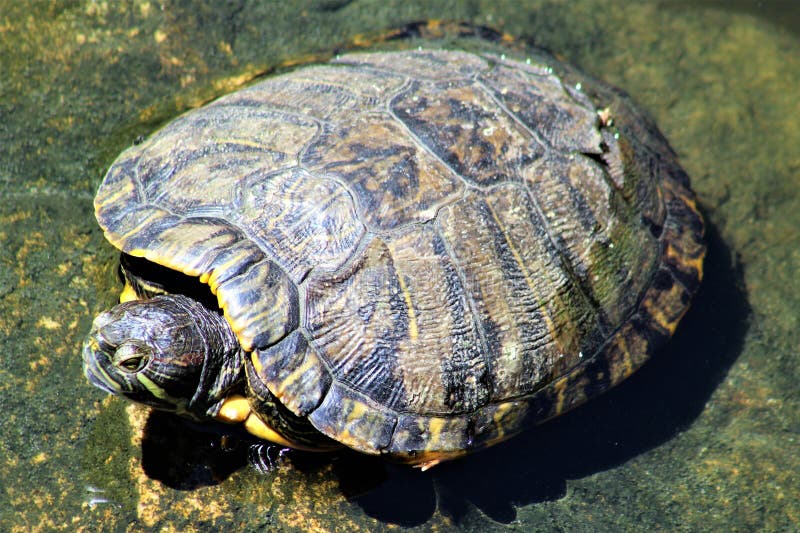 Turtle Molting Stock Photos - Free & Royalty-Free Stock Photos from ...