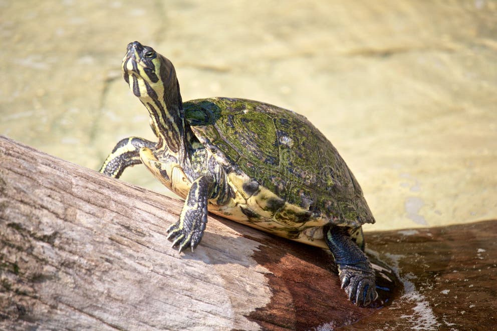 Turtle in the sun stock image. Image of slow, close, look - 62117675