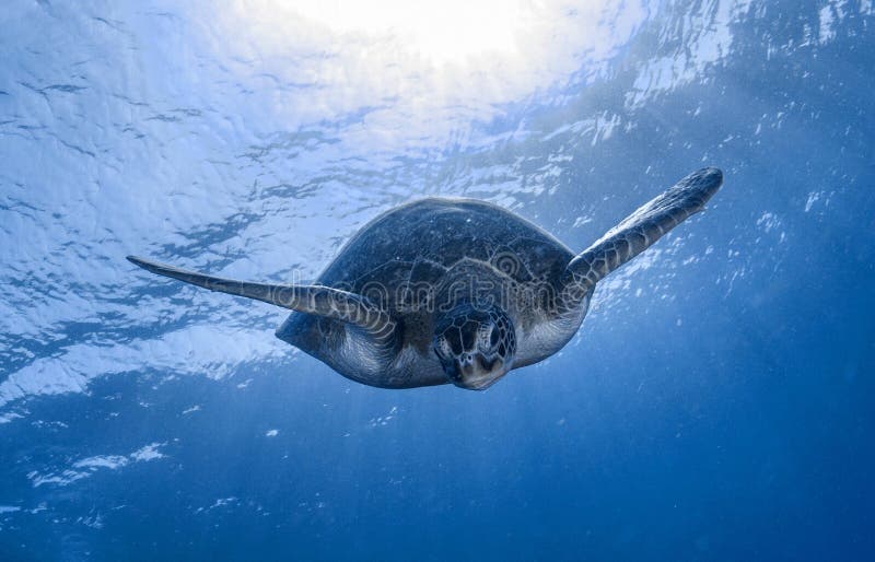 Turtle with the sun rays stock photo. Image of diving - 286114748