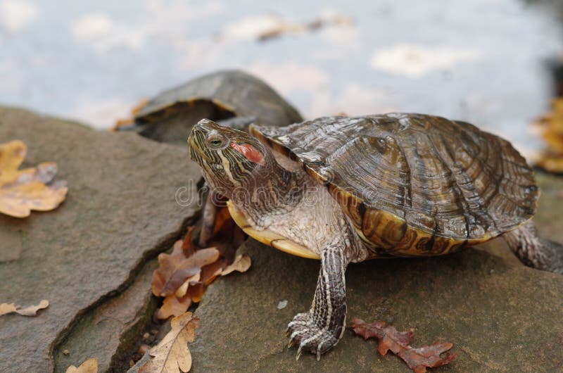 The Turtle Sunbath on the Coast of Lake with Fall Leaves on it Stock ...