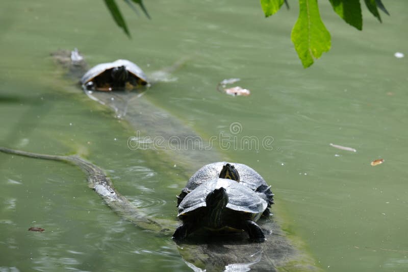 Turtle Sunbathing on a Log. Turtle in the Sun Stock Image - Image of ...