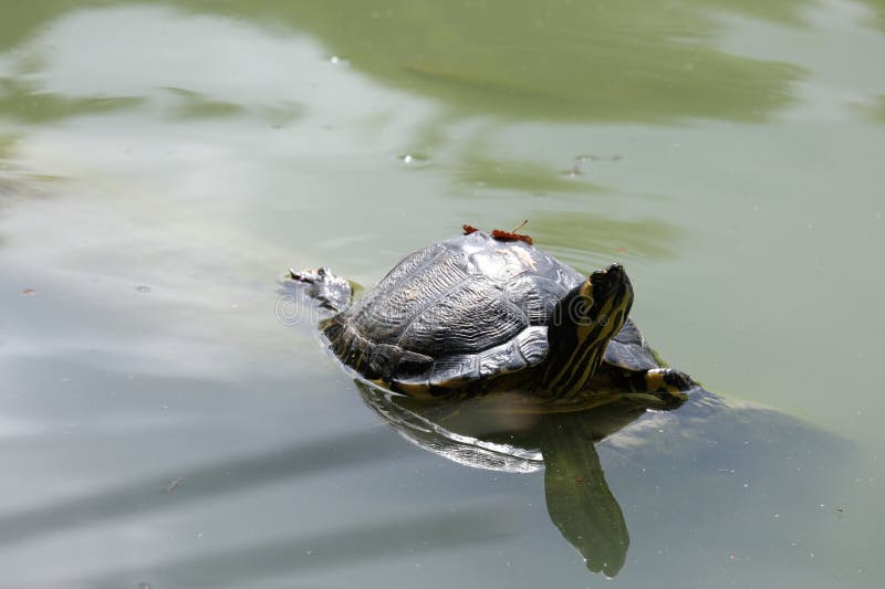 Turtle Sunbathing on a Log. Turtle in the Sun Stock Image - Image of ...