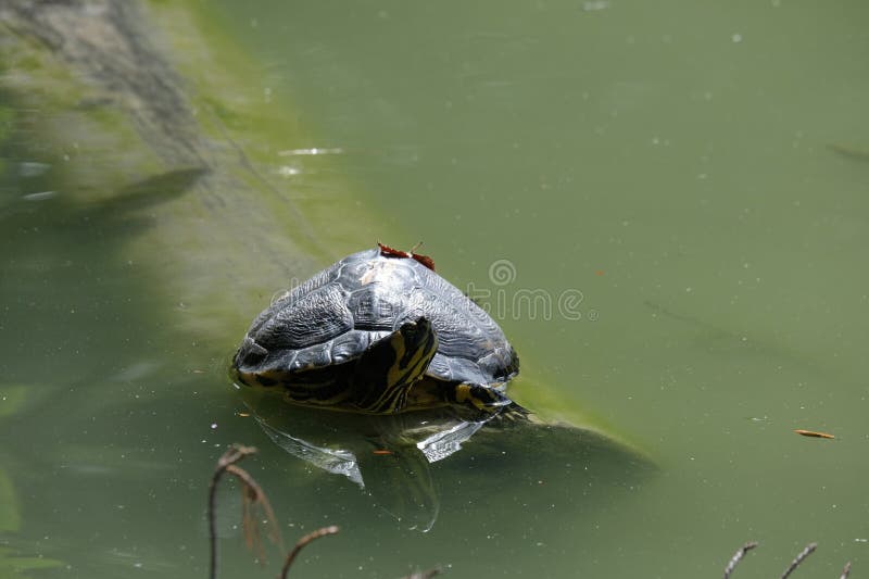 Turtle Sunbathing on a Log. Turtle in the Sun Stock Photo - Image of ...