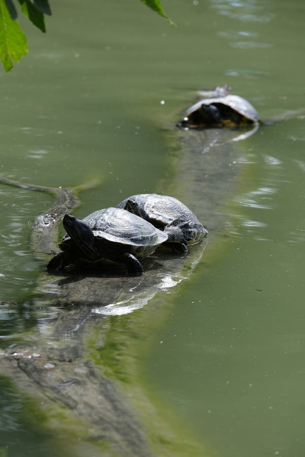 Turtle Sunbathing on a Log. Turtle in the Sun Stock Image - Image of ...