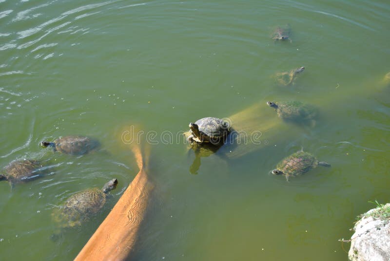 Turtle sunbathing stock photo. Image of sunbathing, turtle - 88062096