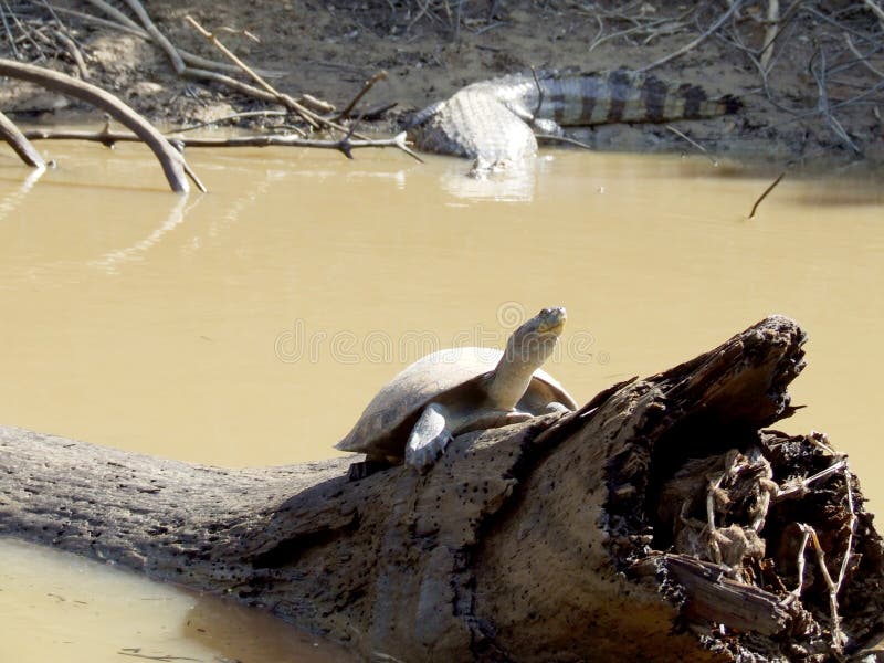 Turtle stock photo. Image of alligator, tree, water, animal - 56028514