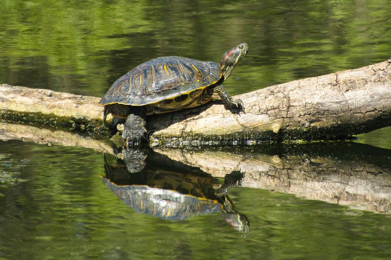 Sunning Musk Turtle. stock image. Image of reptile, sunrise - 218025839