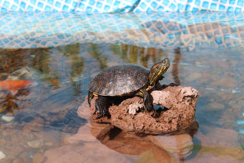 Turtle sunning stock photo. Image of sunday, sunning - 127827978