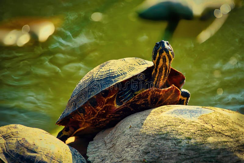 A Turtle Sunning by a Pond. Stock Photo - Image of water, tortoise ...